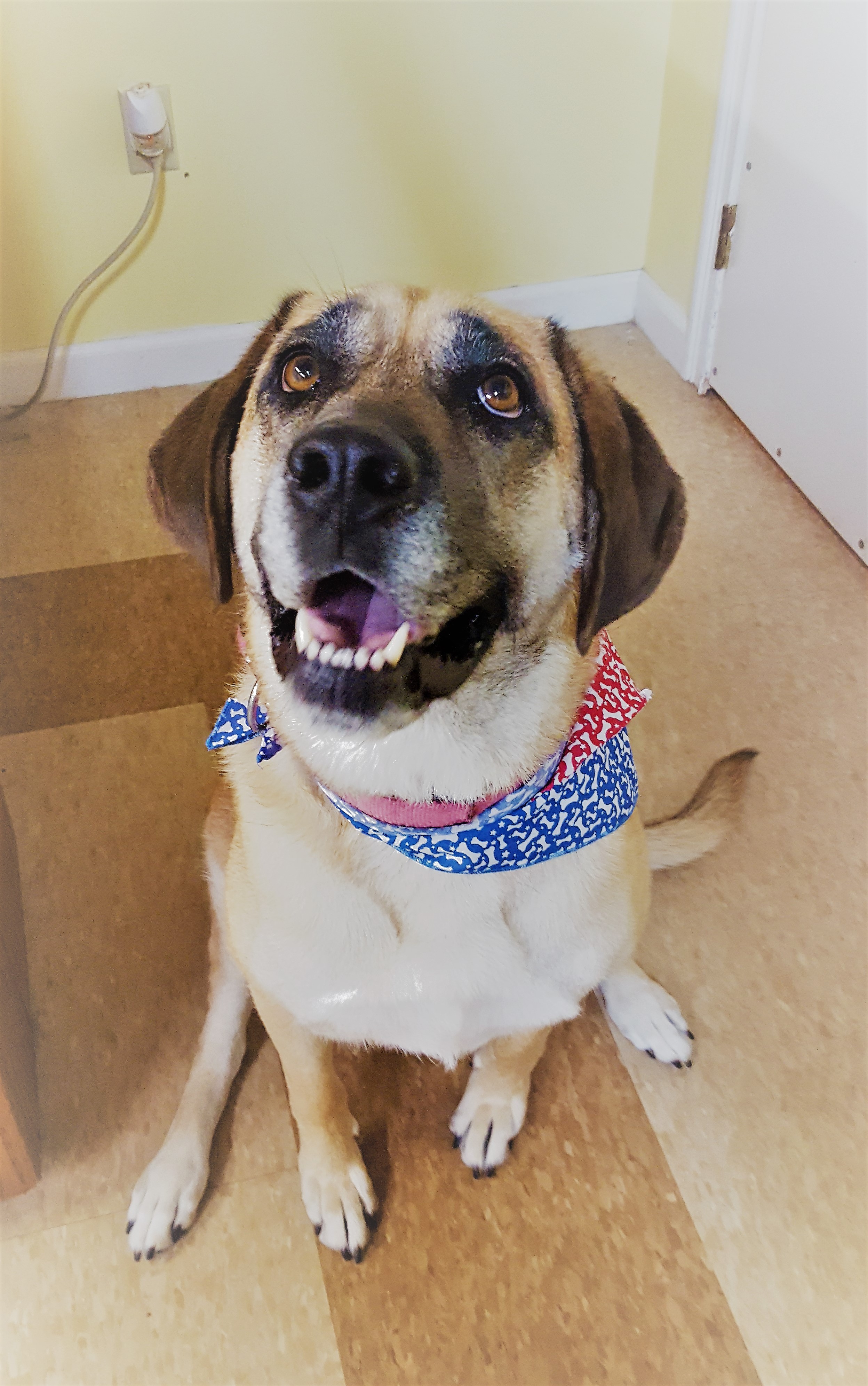 Appointments – The Dapper Dog LLC